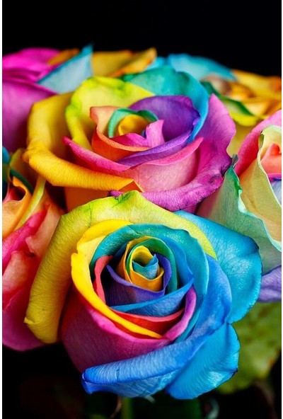 Mumyalı (Mumlu) Gül Fidanı Gökkuşağı Renkli Mumyalı (Mumlu) Gül Fidanı Gökkuşağı Renkli