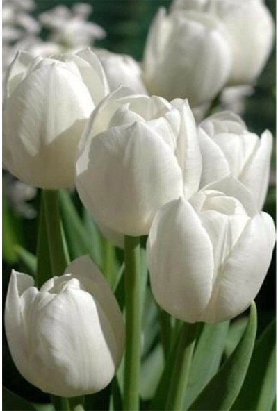 Fide Marketim 5 Adet Hollanda Lale Soğanı Beyaz