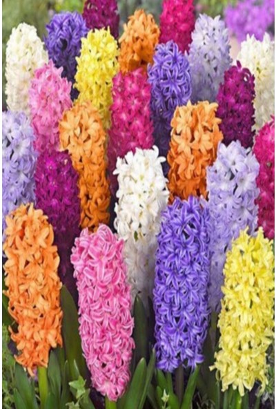 Fide Marketim 4 Adet Sümbül Soğanı Karışık Renk