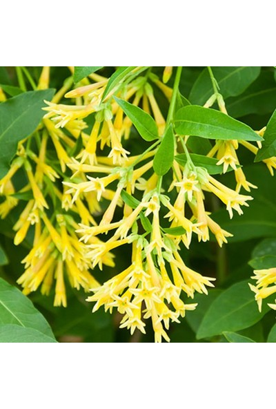 Çiçekflix Melisa Bitkisi Fidani 40 50CM Çiçekflix Melisa Bitkisi Fidani 40 50CM