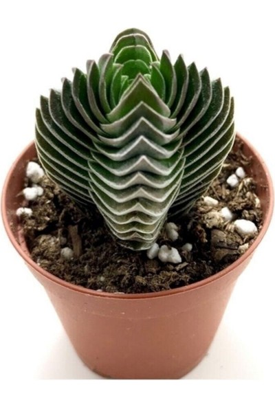 Çiçekflix Crassula Buddha's Temple 5.5cm Çiçekflix Crassula Buddha's Temple 5.5cm