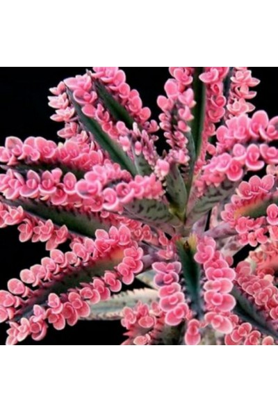 Çiçekflix Pembe Aşkın Gözyaşı Sukulent Kaktüs Çiçekflix Pembe Aşkın Gözyaşı Sukulent Kaktüs