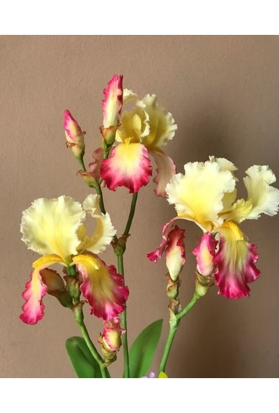 Han Botanik 2 Adet Pembe Sarı Iris-Süsen Çiçek Soğanı Han Botanik 2 Adet Pembe Sarı Iris-Süsen Çiçek Soğanı