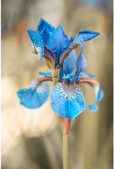 Han Botanik 2 Adet Boncuk Mavi Iris-Süsen Çiçek Soğanı