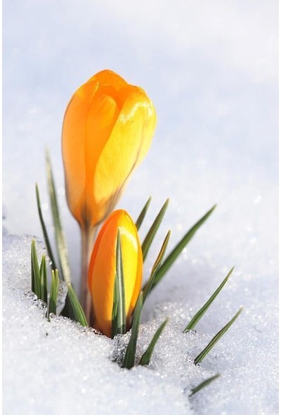 Han Botanik 5 Adet Kardelen-Hercai Çiçek Soğanı Sarı Han Botanik 5 Adet Kardelen-Hercai Çiçek Soğanı Sarı