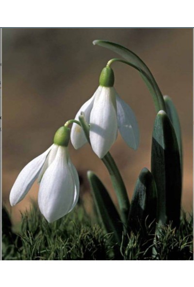 Han Botanik 5 Adet Kardelen-Hercai Çiçek Soğanı Karbeyaz