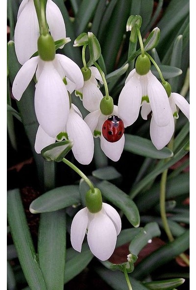 Han Botanik 5 Adet Kardelen-Hercai Çiçek Soğanı Beyaz