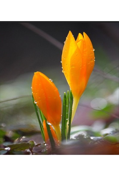 Han Botanik 5 Adet Kardelen-Hercai Çiçek Soğanı Koyu Sarı Han Botanik 5 Adet Kardelen-Hercai Çiçek Soğanı Koyu Sarı