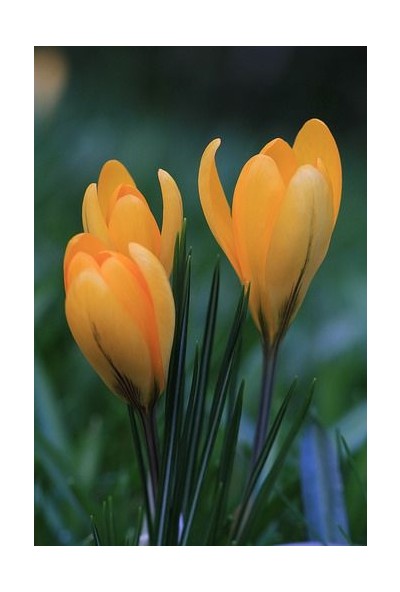 Han Botanik 5 Adet Kardelen-Hercai Çiçek Soğanı Kavuniçi Han Botanik 5 Adet Kardelen-Hercai Çiçek Soğanı Kavuniçi