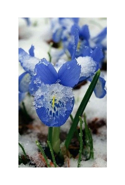 Han Botanik 5 Adet Kardelen-Hercai Çiçek Soğanı Mavi