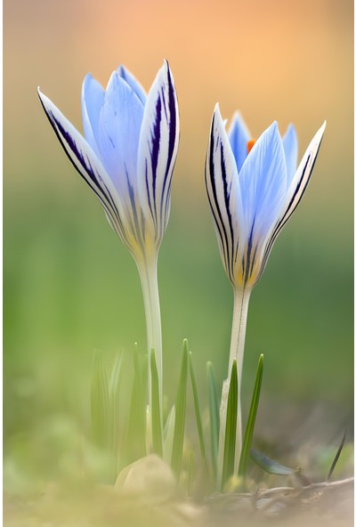 Han Botanik 5 Adet Kardelen-Hercai Çiçek Soğanı Çizgili Bebe Mavisi Han Botanik 5 Adet Kardelen-Hercai Çiçek Soğanı Çizgili Bebe Mavisi