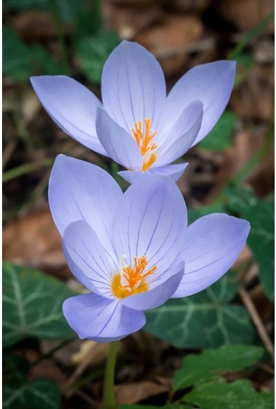 Han Botanik 5 Adet Kardelen-Hercai Çiçek Soğanı Saydam Lila Han Botanik 5 Adet Kardelen-Hercai Çiçek Soğanı Saydam Lila