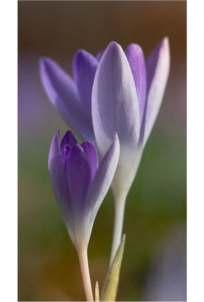 Han Botanik 5 Adet Kardelen-Hercai Çiçek Soğanı Eflatun Han Botanik 5 Adet Kardelen-Hercai Çiçek Soğanı Eflatun