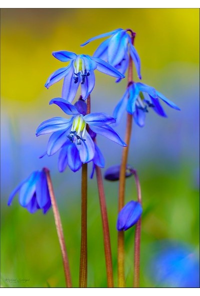 Han Botanik 5 Adet Kardelen-Hercai Çiçek Soğanı Boncuk Mavi