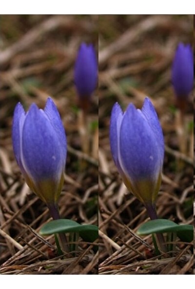 Han Botanik 5 Adet Kardelen-Hercai Çiçek Soğanı Açık Mavi