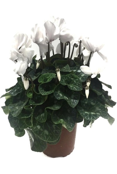 Biorganix Beyaz Tavşankulağı Buhurumeryem Sıklemen Çiçeği 20-30 cm Cyclamen Biorganix Beyaz Tavşankulağı Buhurumeryem Sıklemen Çiçeği 20-30 cm Cyclamen