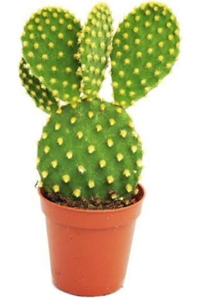 Emin Kaktüs Tavşan Kaktüs / Opuntia Microdasys