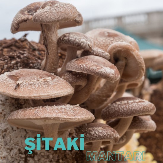 Evde Mantar Şitaki Mantarı Sıvı Miseli 5 cc Sıvı Mantar Fiyatı