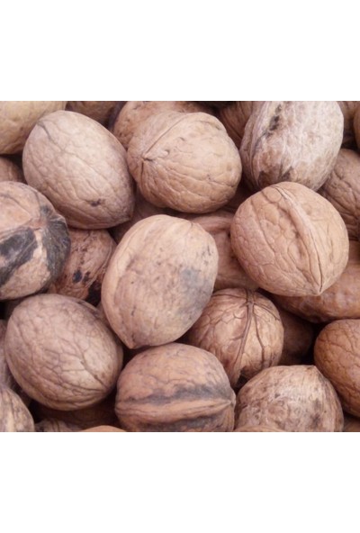 Akdeniz Yöresel Maraş Kabuklu Ceviz 1 kg Akdeniz Yöresel Maraş Kabuklu Ceviz 1 kg