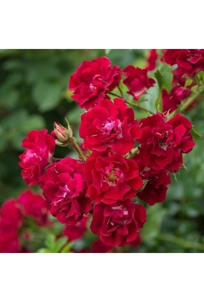 Mevsim Fidancılık Tüplü Yediveren Ponpon Pembe Sarmaşık Gül Fidanı ( 4 Yaş - Boy 150 cm )