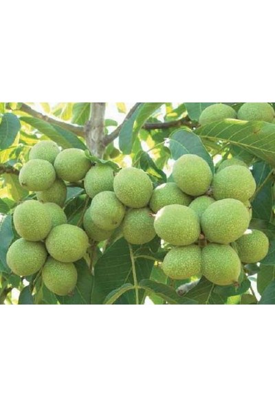 Yayla Tarım 5 Adet Ceviz Fidanı ( Chedler ) 1 Adet Tozlayıcı Açık Kök Aşılı 2 Yaşında 80 cm