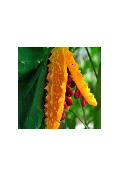 Köy Tohumları 50 Adet Tohum Eko Paket Kudret Narı Tohumu Cennet Meyvesi Tohumu Köy Tohumları 50 Adet Tohum Eko Paket Kudret Narı Tohumu Cennet Meyvesi Tohumu