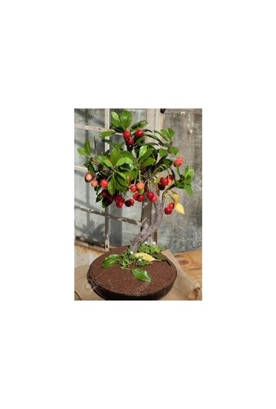 Köy Tohumları 5 Adet Tohum Bodur Kiraz Ağacı Bonzai Tohumu Saksı Toprak Köy Tohumları 5 Adet Tohum Bodur Kiraz Ağacı Bonzai Tohumu Saksı Toprak