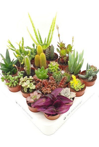 My Succulent 20 Farklı Çeşit Sukulent ve Kaktüs Karışık Mix, Set Bitki, Cactus succulent 20'li My Succulent 20 Farklı Çeşit Sukulent ve Kaktüs Karışık Mix, Set Bitki, Cactus succulent 20'li