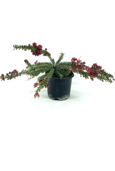 My Botanik Gravilla-Bodur Sarkıcı