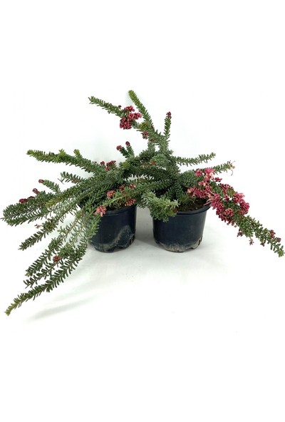 My Botanik Gravilla-Bodur Sarkıcı-2 Adet My Botanik Gravilla-Bodur Sarkıcı-2 Adet