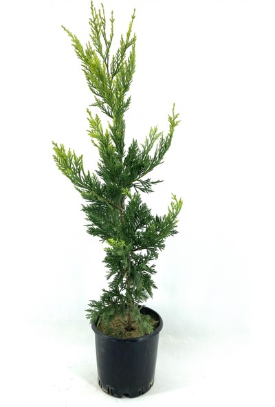 My Botanik Gold Rider Leylandi Fidanı 55-65 cm