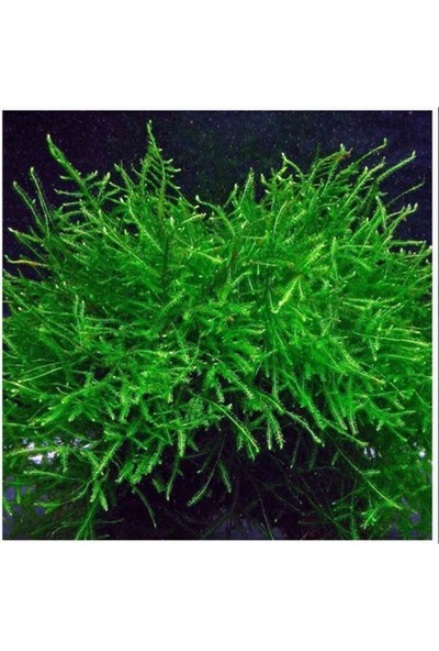 Antvaryum Moss 10 x 10 cm Kapta