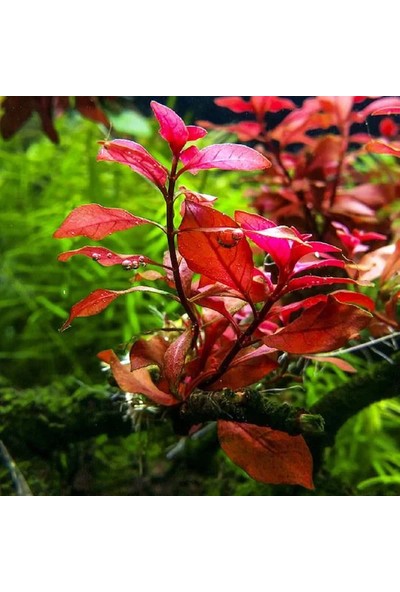 Antvaryum Ludwigia Mini Süper Red 1 Bağ Akvaryum Bitkisi Antvaryum Ludwigia Mini Süper Red 1 Bağ Akvaryum Bitkisi