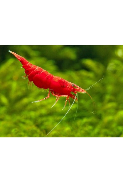 Antvaryum Kırmızı Sakura 10'lu Moss