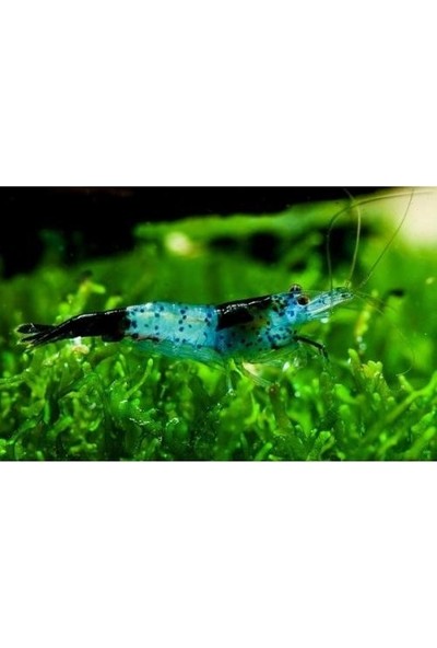 Antvaryum Karbon Rilly 10'lu Moss