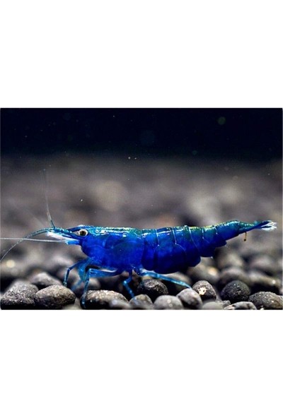 Antvaryum Mavi Melek 10'lu Moss