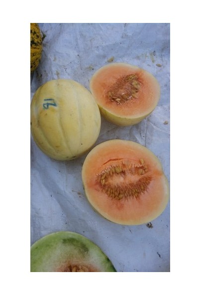 Muz Kavun Tohumu (10 Adet)