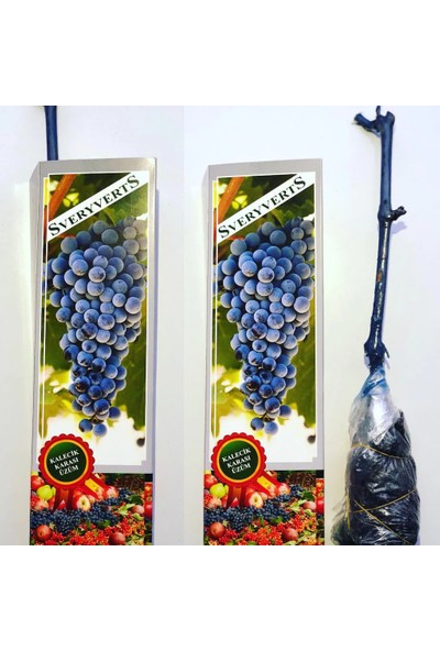 Kalecik Karası Üzümü Mumyalı Fidan Kalecik Karası Üzümü Mumyalı Fidan