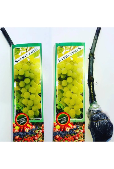 Çekirdeksiz Çavuş Üzümü Mumyalı Fidan Çekirdeksiz Çavuş Üzümü Mumyalı Fidan