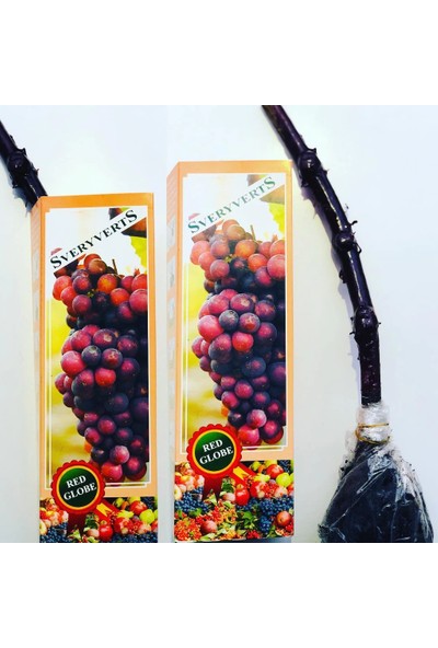 Red Globe Üzümü Mumyalı Fidan Red Globe Üzümü Mumyalı Fidan