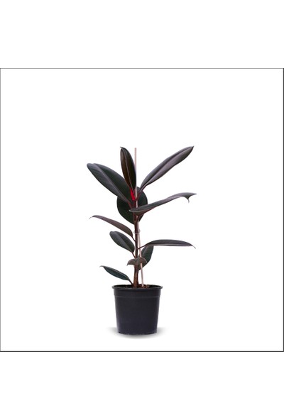 Bahçemiz Burada Red Kauçuk - Ficus Elastica (40 - 60 Cm) Bahçemiz Burada Red Kauçuk - Ficus Elastica (40 - 60 Cm)