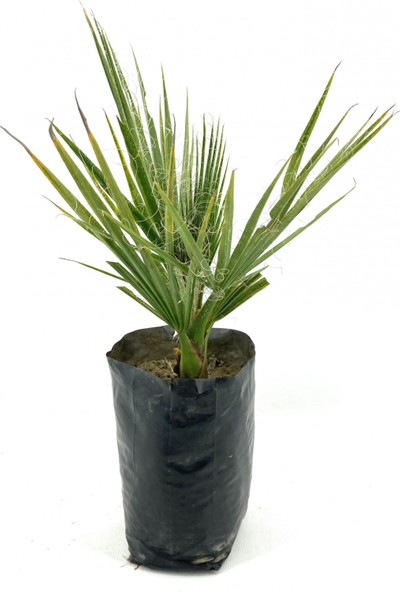 My Botanik Palmiye (Washingtonia Robusto Palmiye) Ağacı Fidanı 30-35 cm