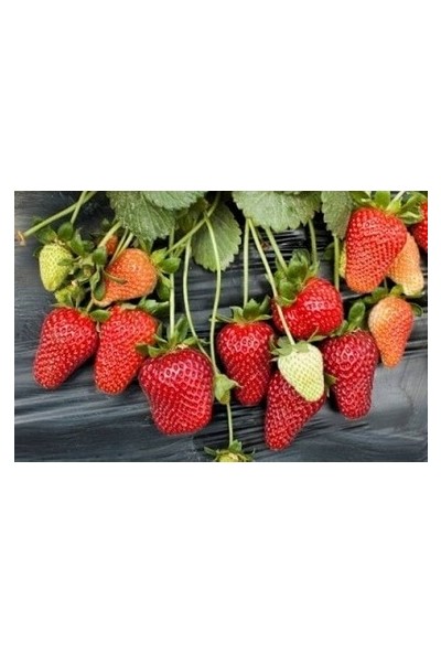 Çilek Diyarı 85 Adet Monterey Çilek Fidesi Açık Kök Taze Söküm ( Frigo ) Çilek Diyarı 85 Adet Monterey Çilek Fidesi Açık Kök Taze Söküm ( Frigo )