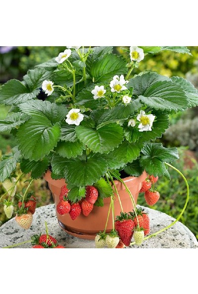 Ucuzluk Diyarı 5 Adet Osmanlı Cinsi Kokulu Çilek Fidesi Açık Kök Ucuzluk Diyarı 5 Adet Osmanlı Cinsi Kokulu Çilek Fidesi Açık Kök