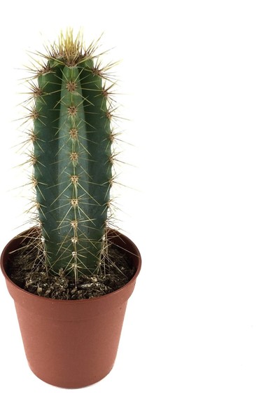 Kaktüs - Pilosocereus Azureus 3