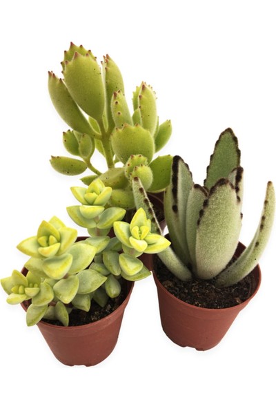 Sukulent Kaktüs Seti 3 Adet Cuba Sukulent Kaktüs Seti 3 Adet Cuba