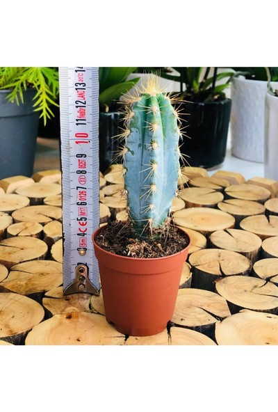 Pilosocereus Azureus Cactus Mavi Gövde Sarı Dikenli Kaktüs
