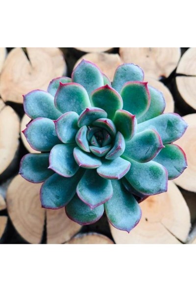 Echeveria Pulidonis Kırmızı Yeşil Yapraklı Sukulent Echeveria Pulidonis Kırmızı Yeşil Yapraklı Sukulent
