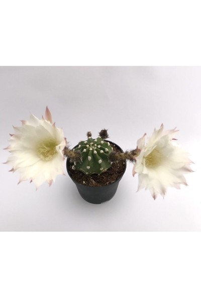 Echinopsis Subdenudata 5,5 Kaktüs