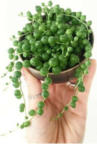 Tespih Çiçeği [inci Tanesi] Kaktüs Skulent Çeşiti